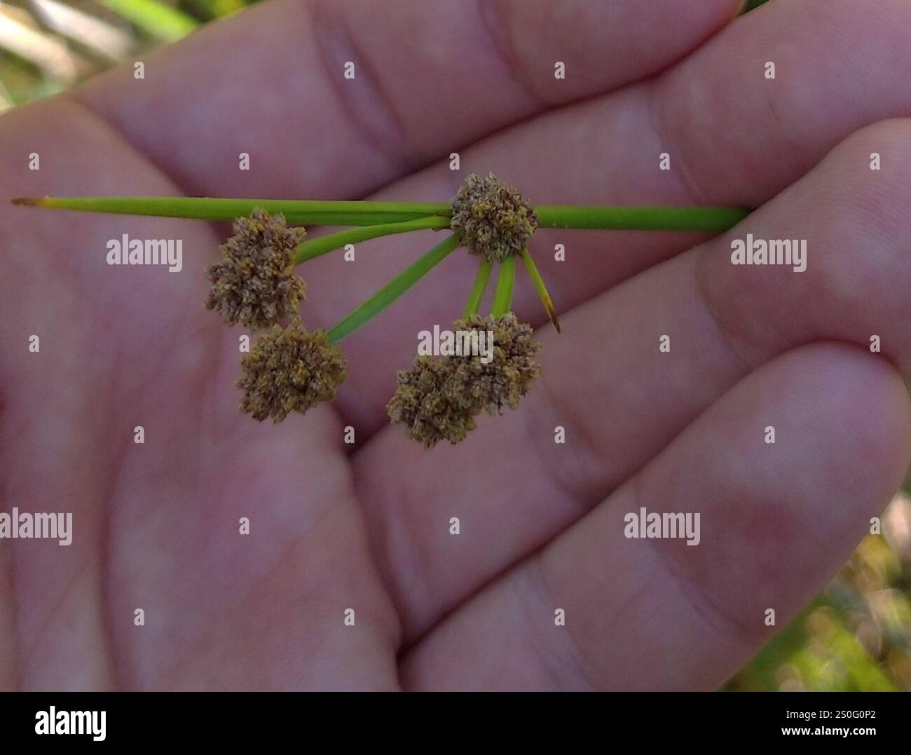 Round-headed Clubrush (Scirpoides holoschoenus Stock Photo - Alamy