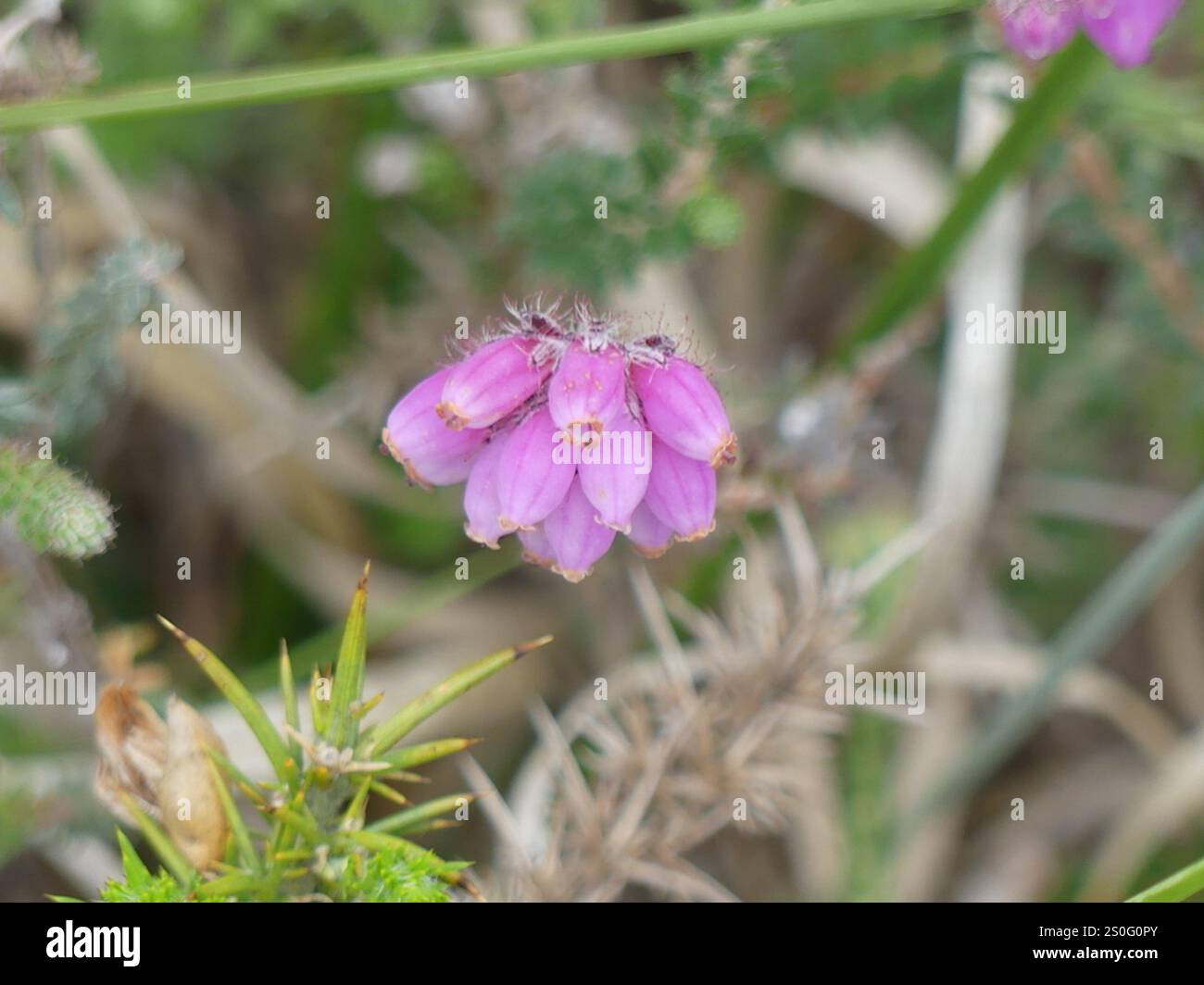 Cross-leaved Heath (Erica tetralix Stock Photo - Alamy