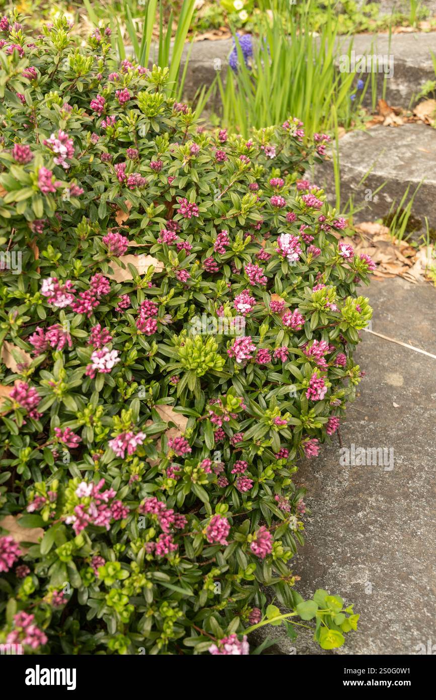 Zurich, Switzerland, March 30, 2024 Daphne Sericea plant at the ...