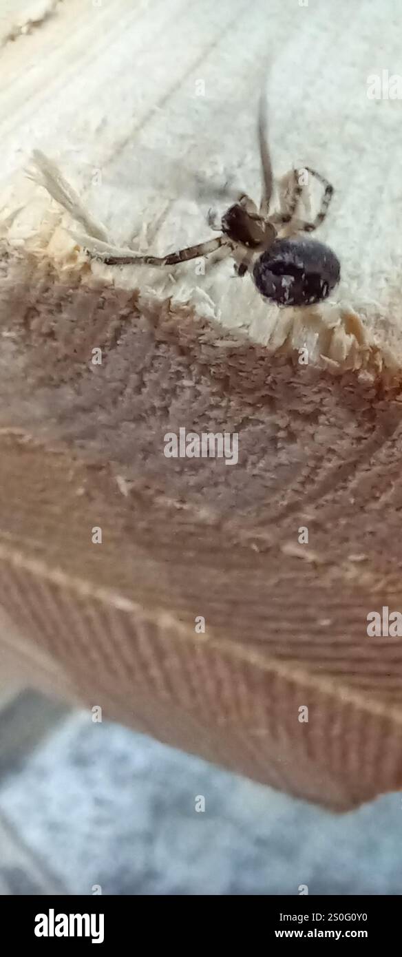 Silver-sided Sector Spider (Zygiella x-notata Stock Photo - Alamy