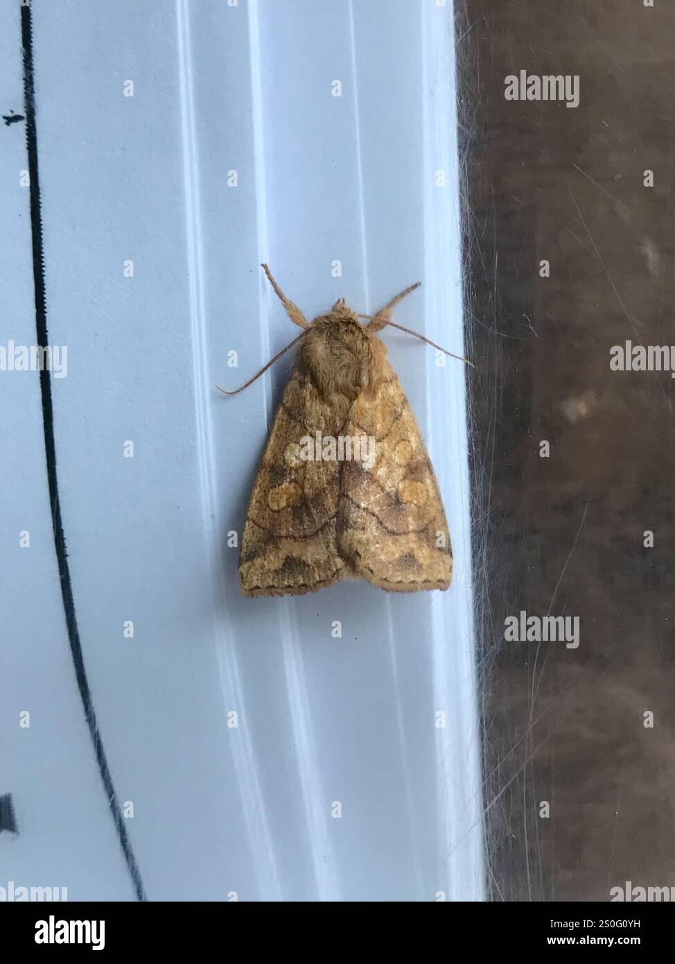 Aspen Twoleaf Tier Moth (Enargia decolor Stock Photo - Alamy
