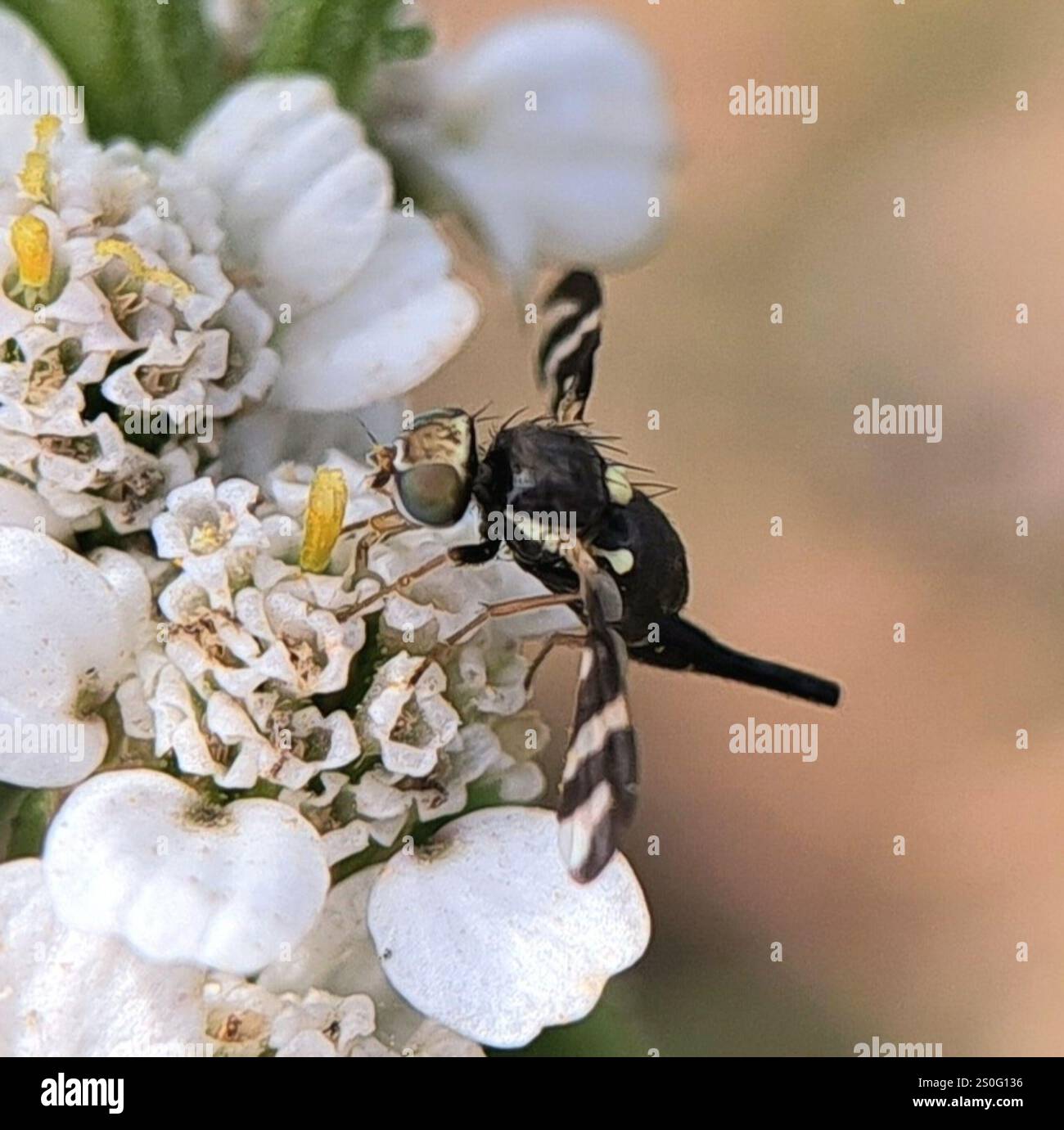 Four-barred Knapweed Gall Fly (Urophora quadrifasciata Stock Photo - Alamy