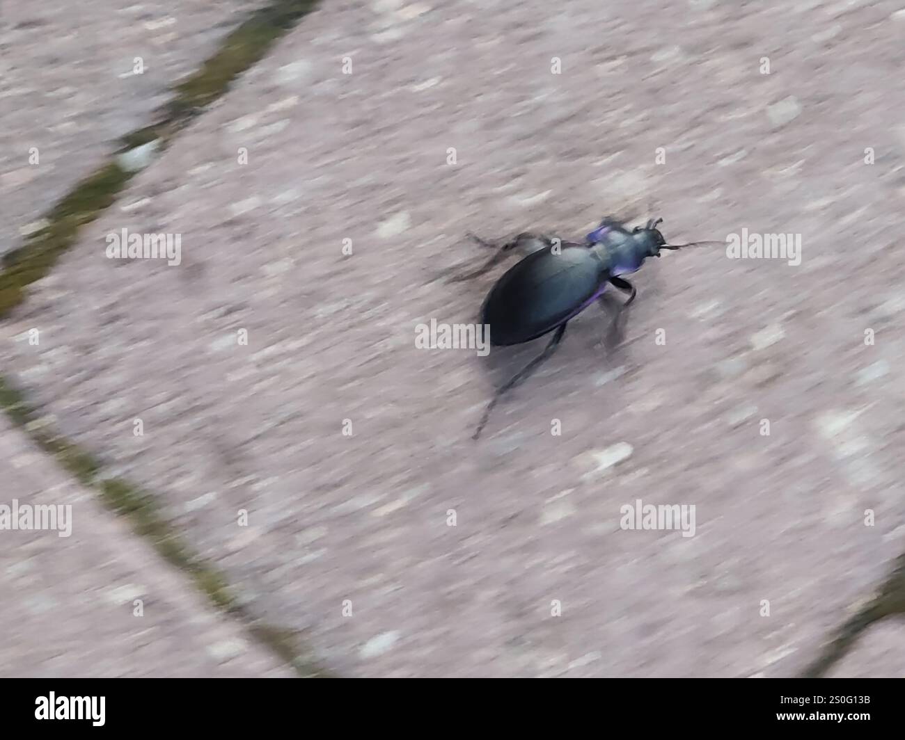 Violet ground beetle (Carabus violaceus Stock Photo - Alamy