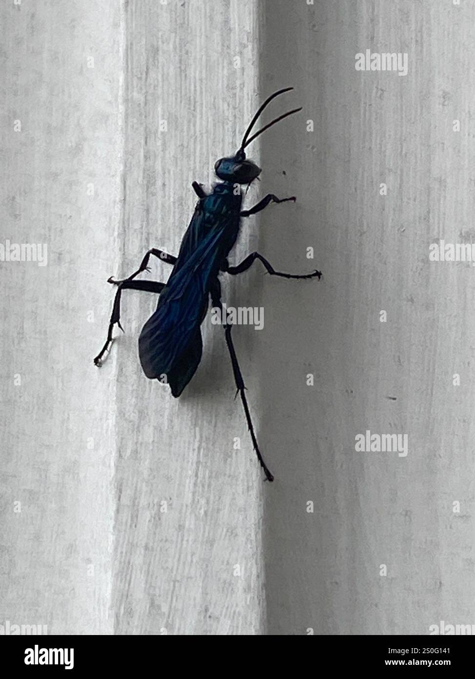 Blue Mud-dauber Wasps (Chalybion Stock Photo - Alamy