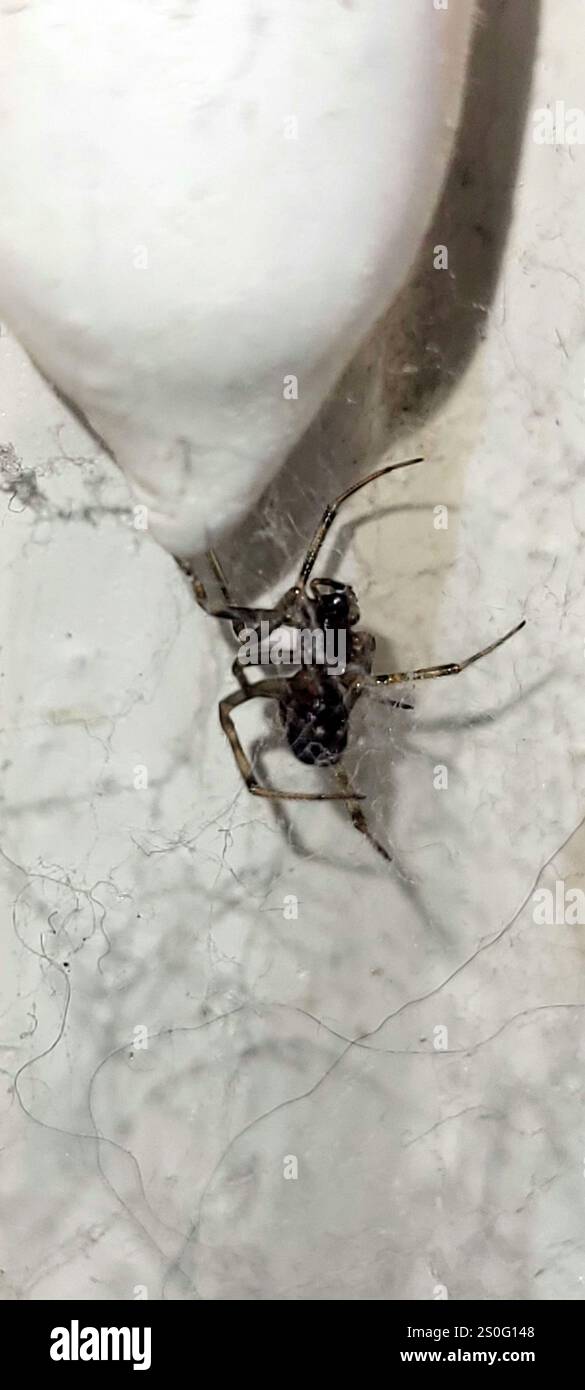 Triangulate Combfoot (Steatoda triangulosa Stock Photo - Alamy