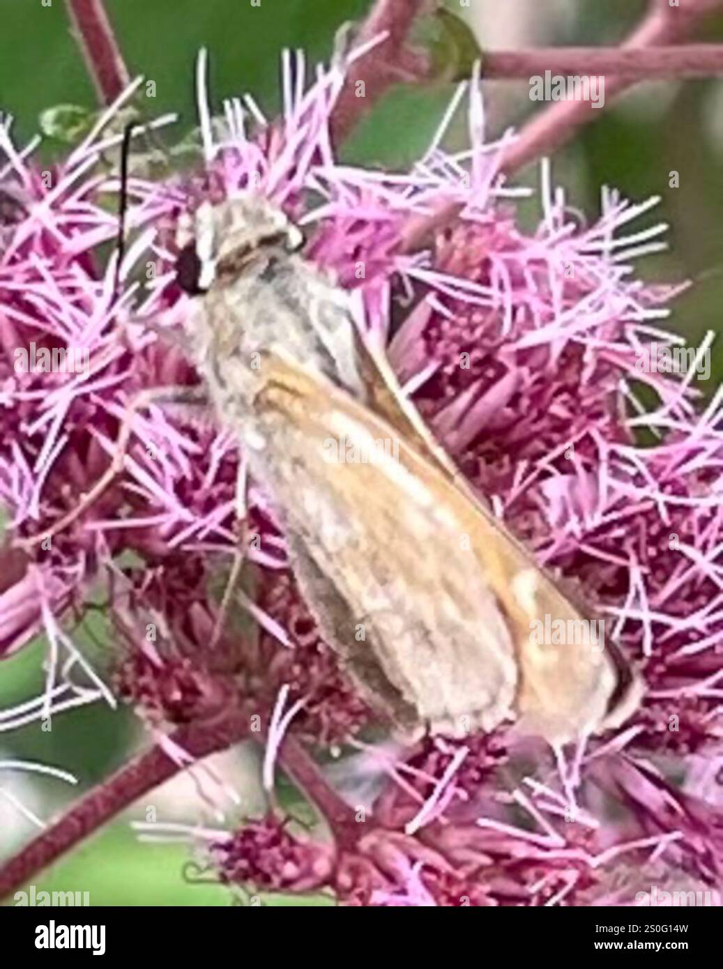 Huron Sachem (Atalopedes huron Stock Photo - Alamy