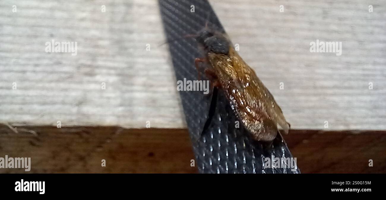 Steely-blue Woodwasp (Sirex juvencus Stock Photo - Alamy