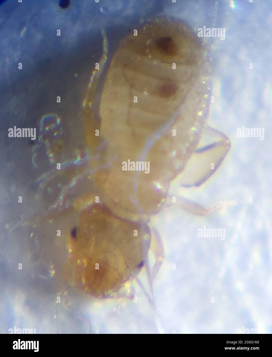 Domestic Booklice (Liposcelis Stock Photo - Alamy