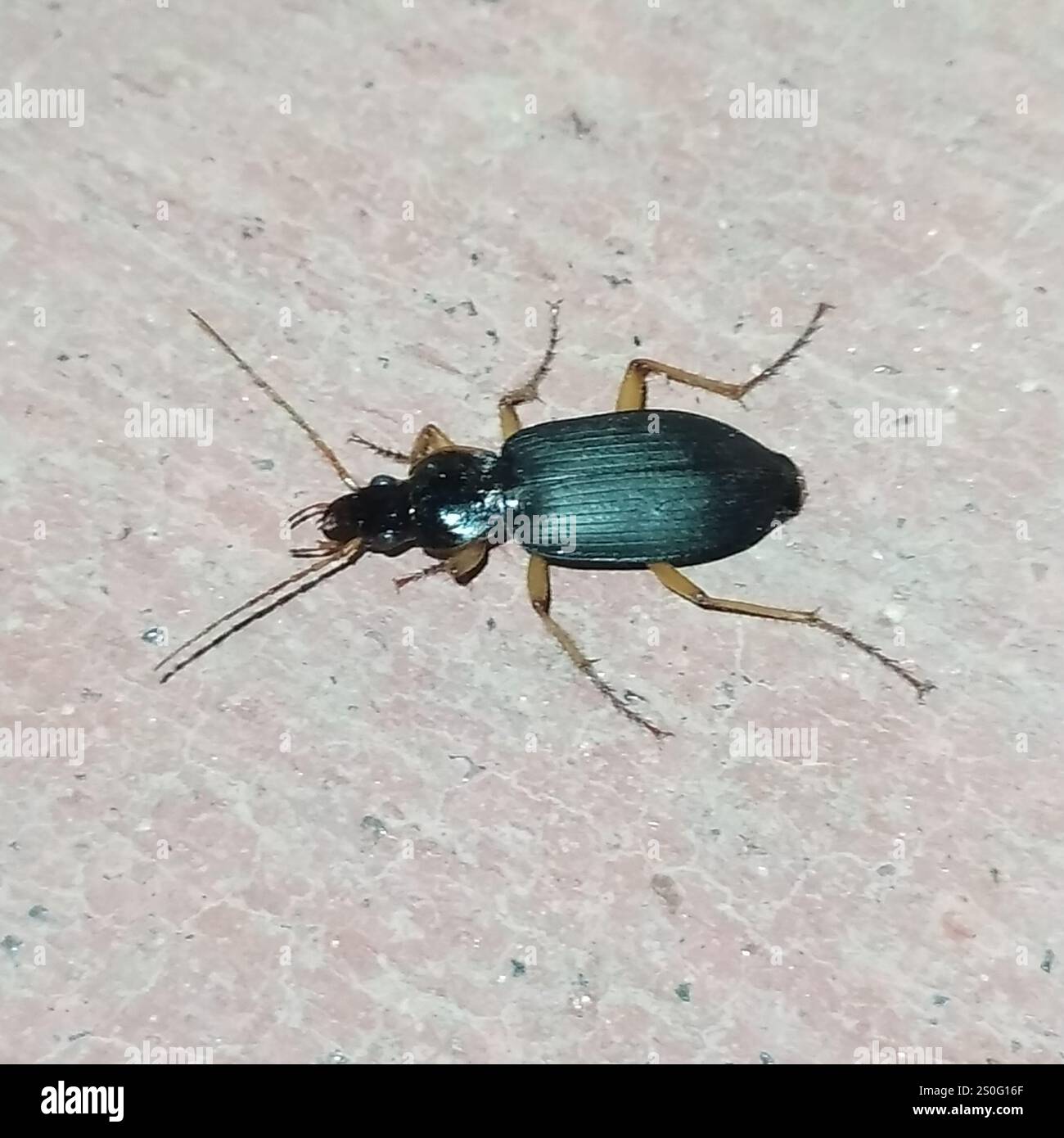 Halensis hi-res stock photography and images - Alamy