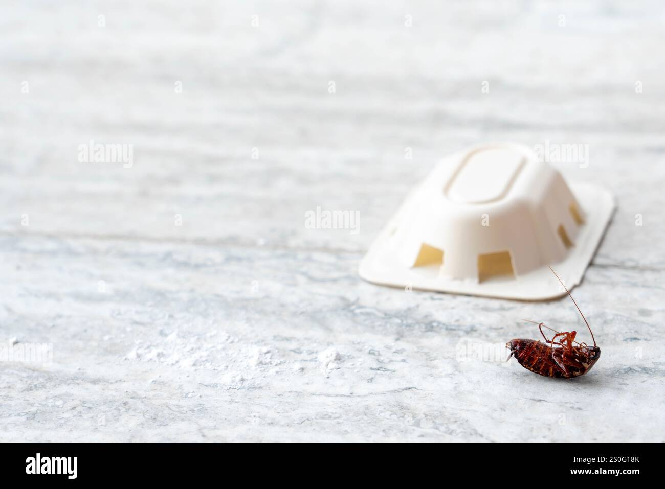 Insect problem with a cockroach and a pest control bait Stock Photo - Alamy