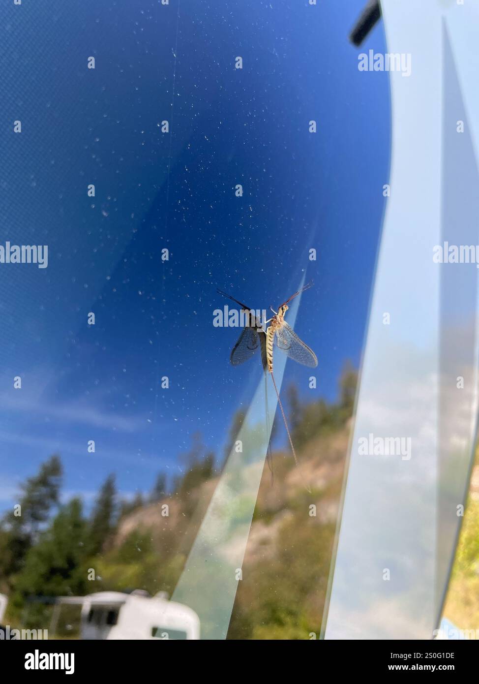 Green Drakes (Ephemera Stock Photo - Alamy