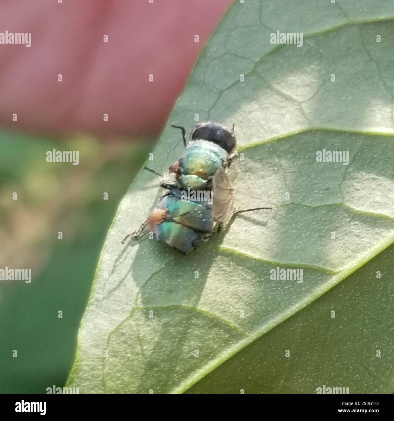 Fly Death Fungi (Entomophthora muscae Stock Photo - Alamy