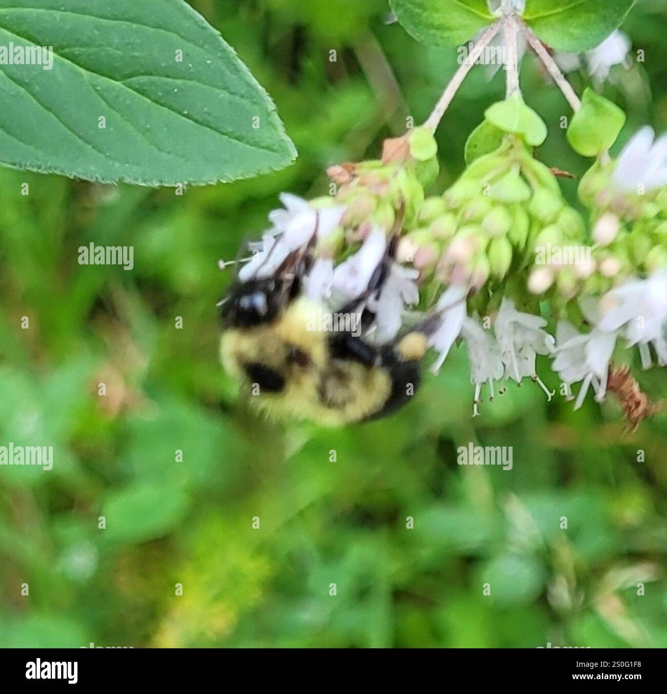 Half-black Bumble Bee (Bombus vagans Stock Photo - Alamy