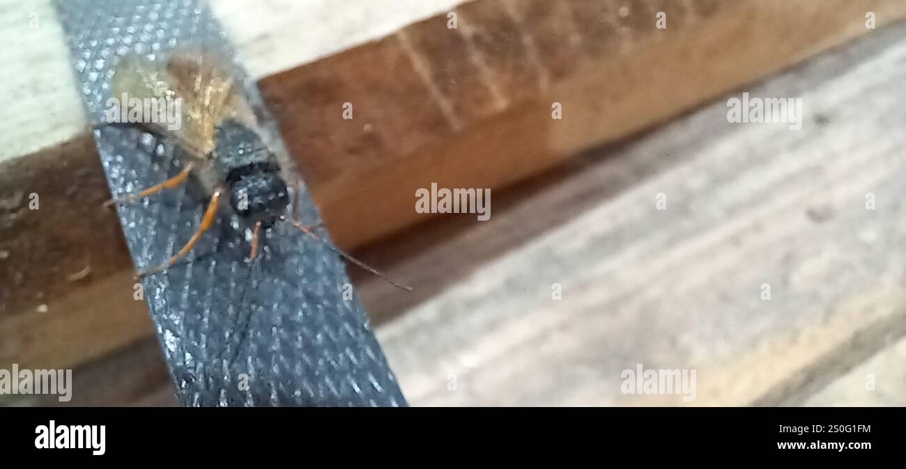 Steely-blue Woodwasp (Sirex juvencus Stock Photo - Alamy