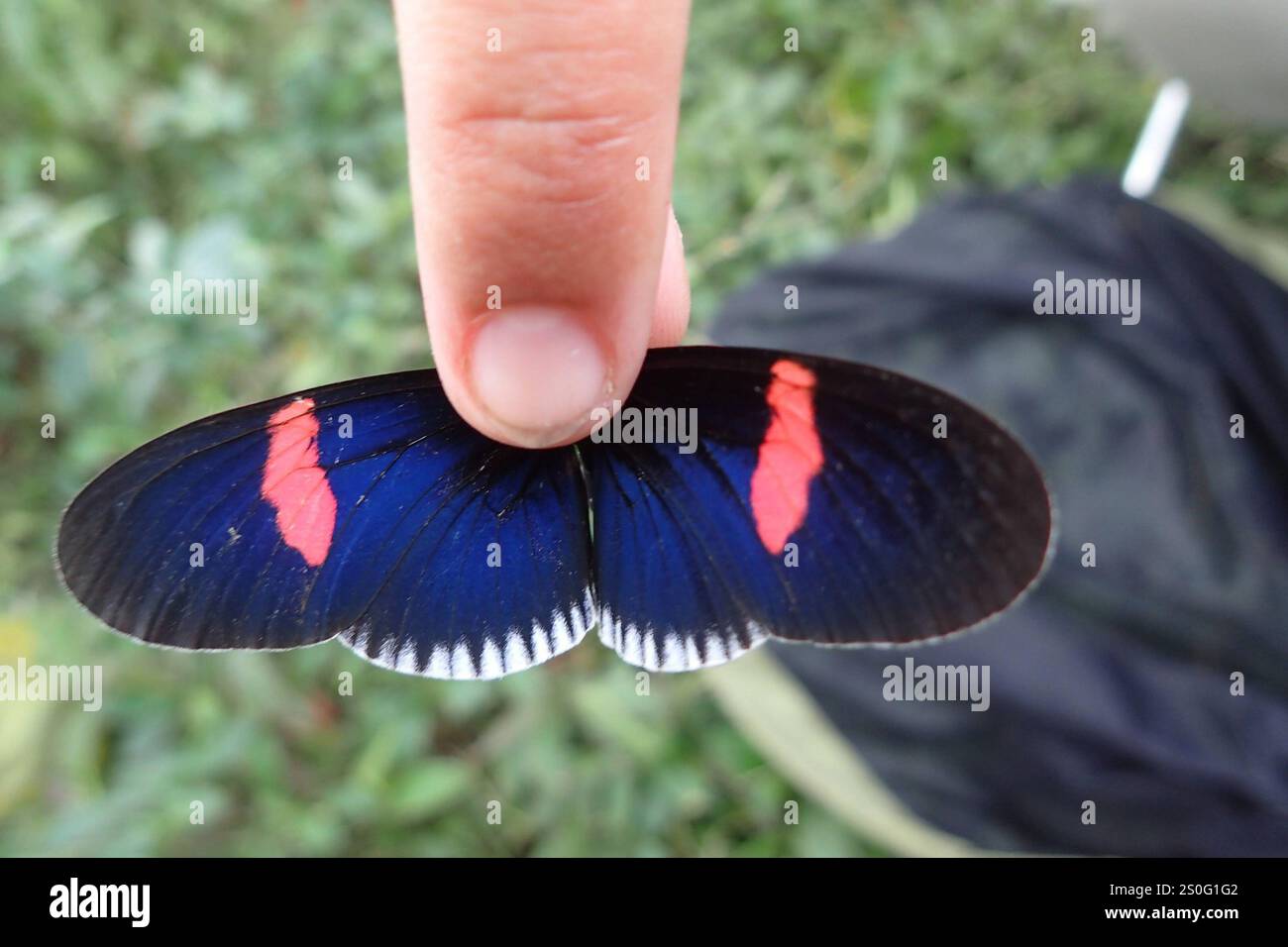 (Heliconius erato cyrbia Stock Photo - Alamy