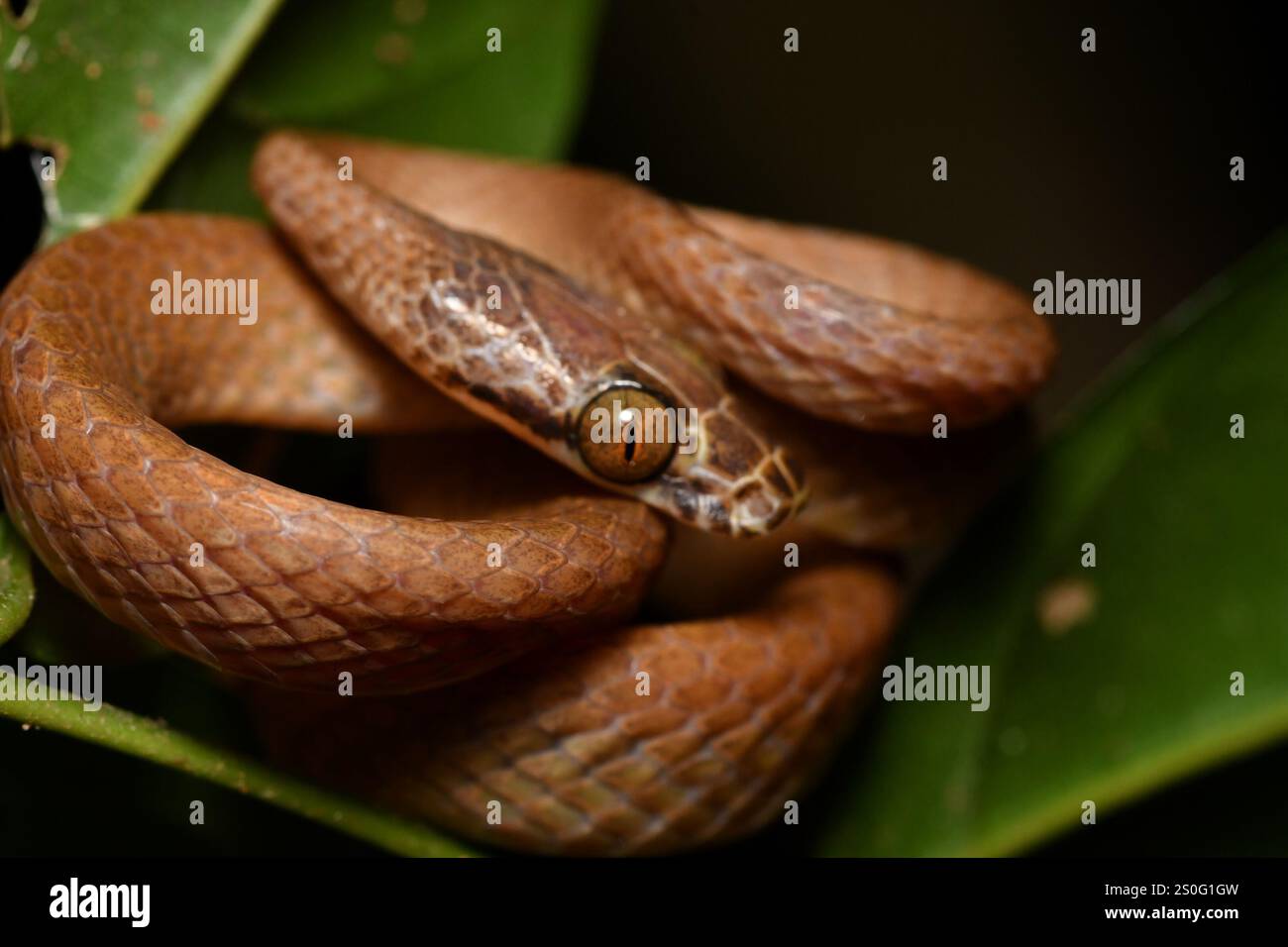 Uganda House Snake (Hormonotus modestus Stock Photo - Alamy