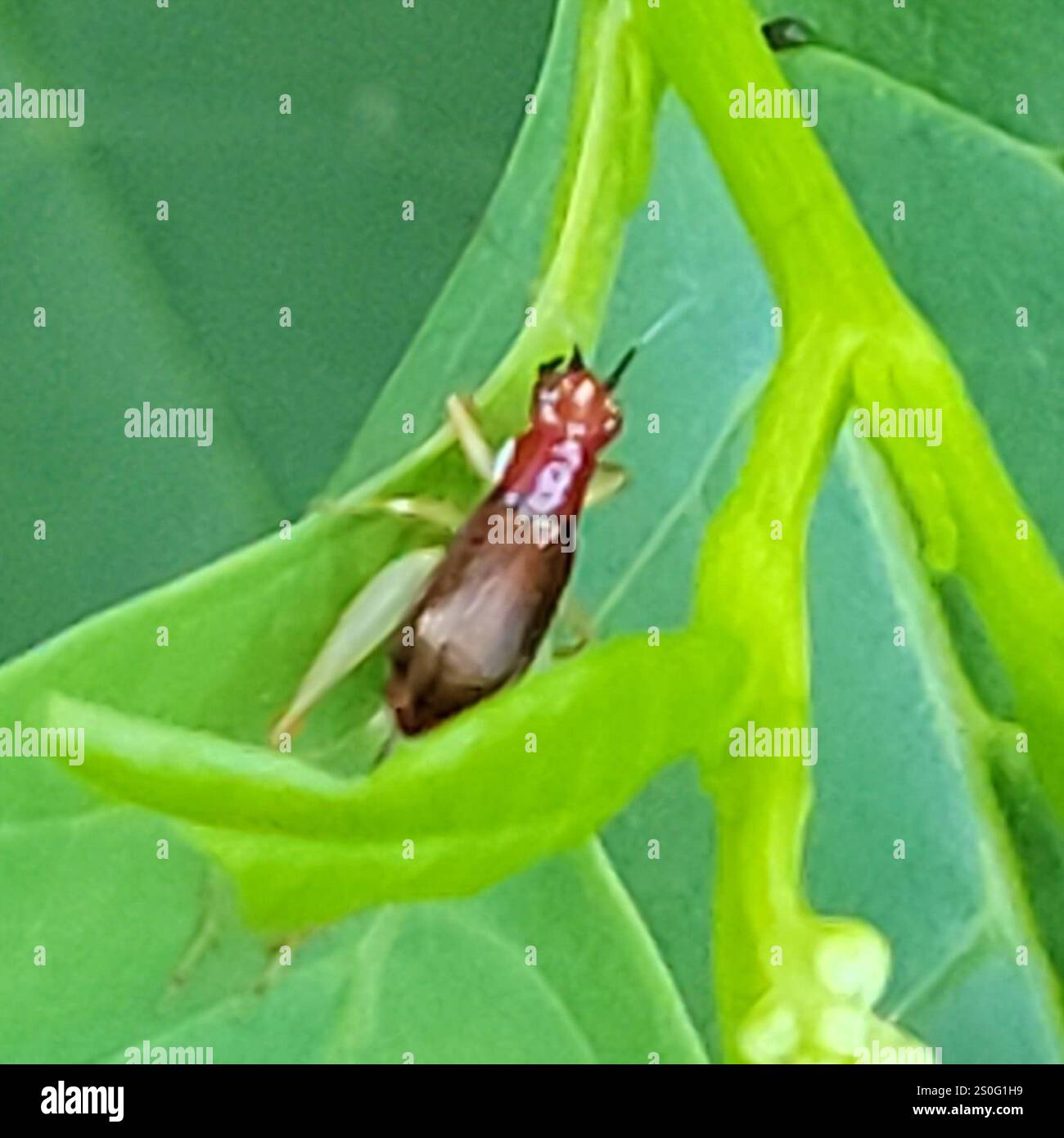 Red-headed Bush Cricket (Phyllopalpus pulchellus Stock Photo - Alamy