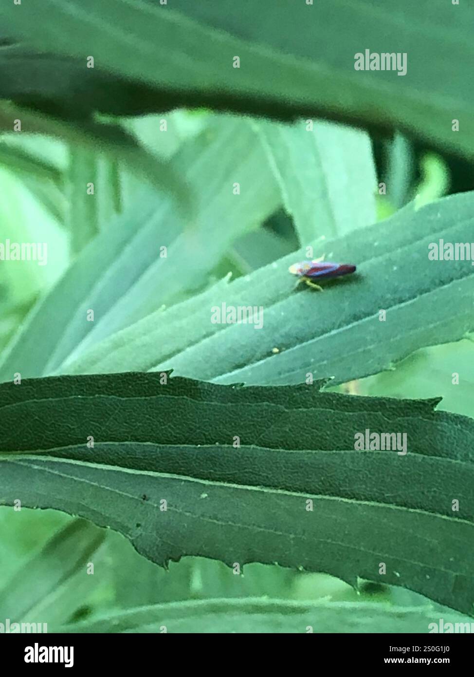 Red-banded Leafhopper (Graphocephala coccinea Stock Photo - Alamy