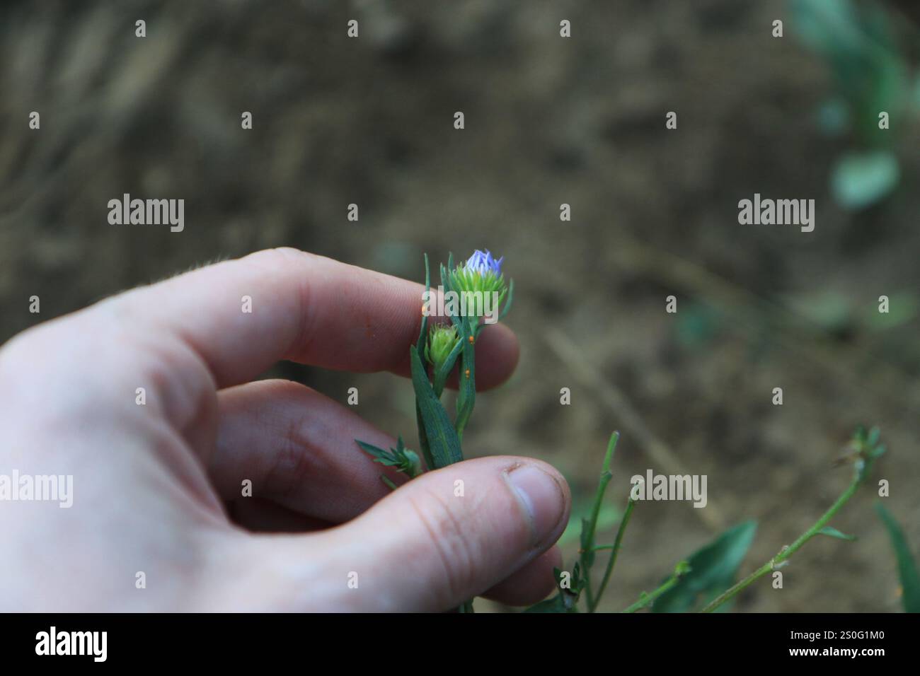 Leafy Aster (Symphyotrichum foliaceum Stock Photo - Alamy