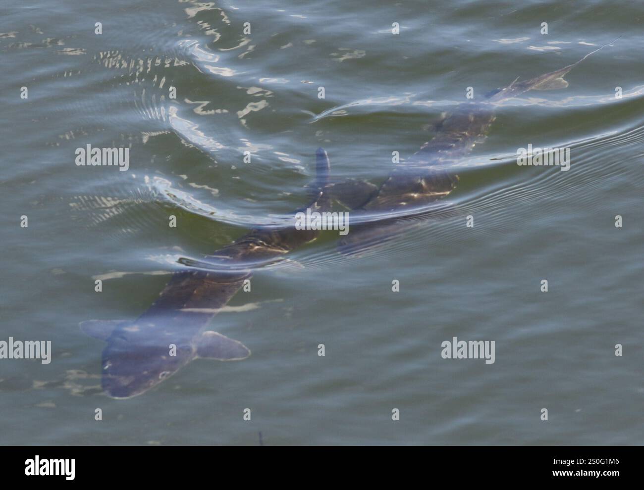 Shortnose Sturgeon (Acipenser brevirostrum Stock Photo - Alamy
