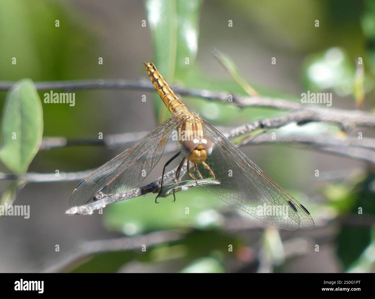 Orange-winged Dropwing (Trithemis kirbyi Stock Photo - Alamy