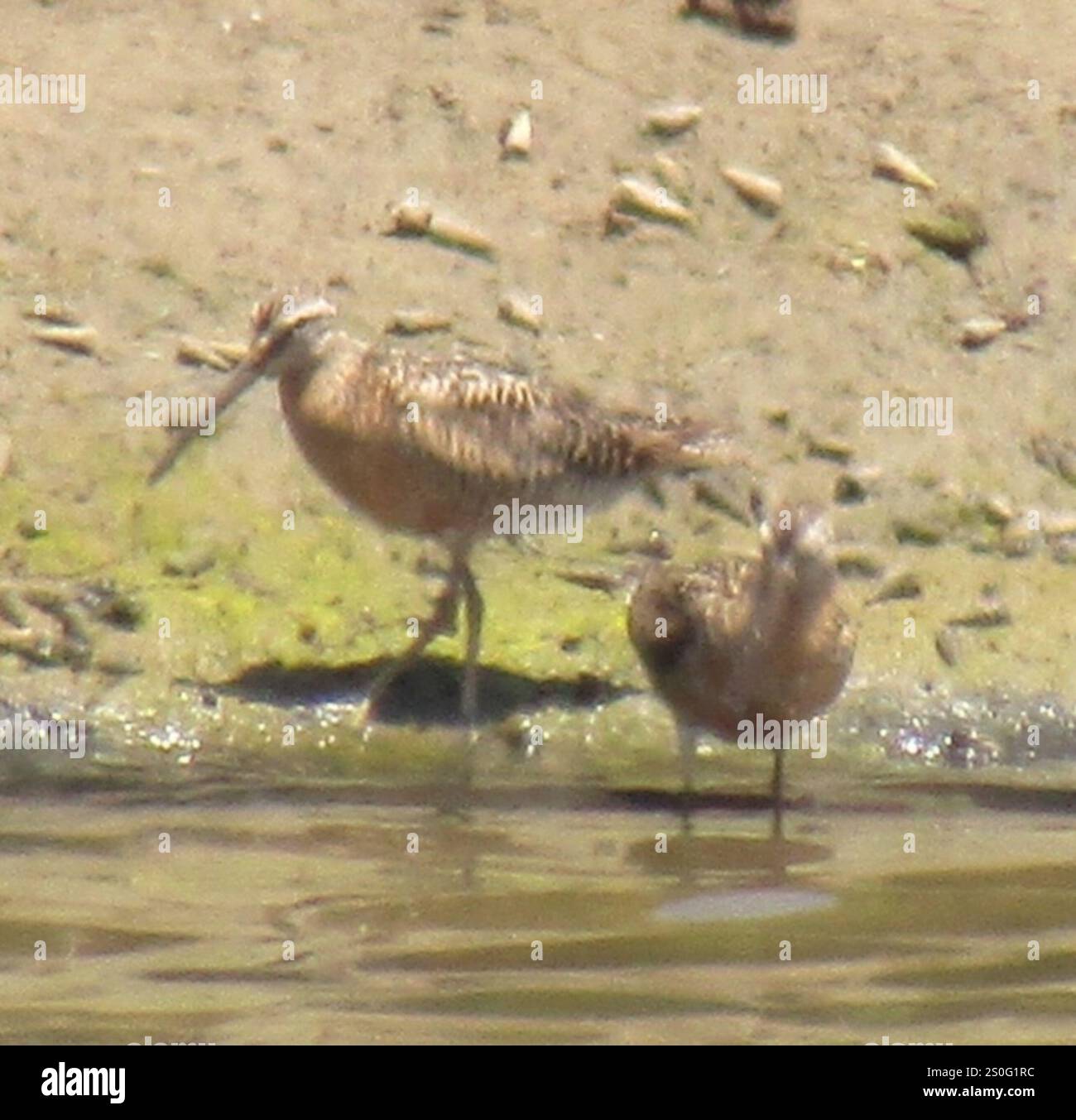 Short-billed Dowitcher (Limnodromus griseus Stock Photo - Alamy