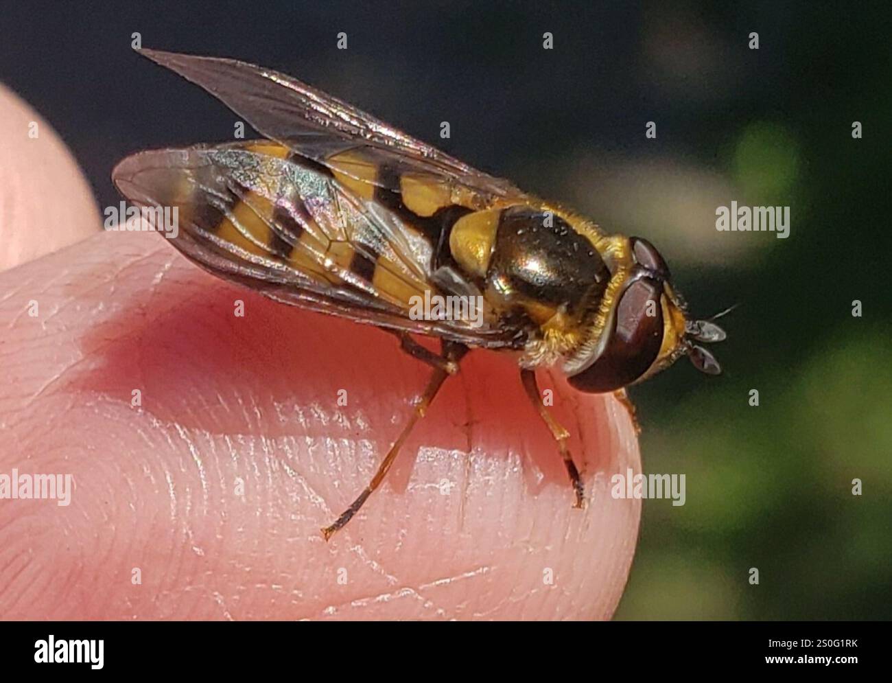 Didea fuscipes hi-res stock photography and images - Alamy