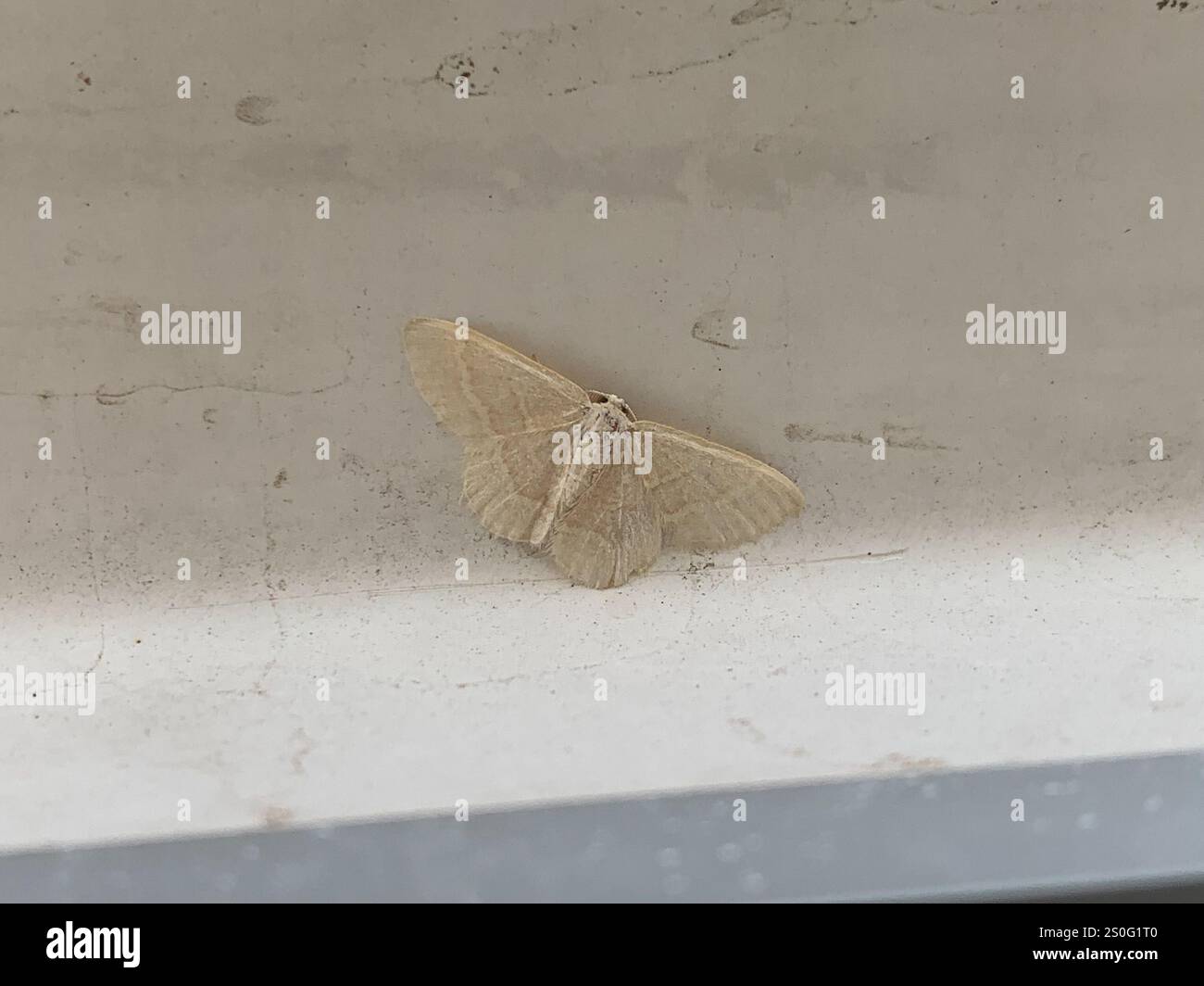 Common Tan Wave (Pleuroprucha insulsaria Stock Photo - Alamy