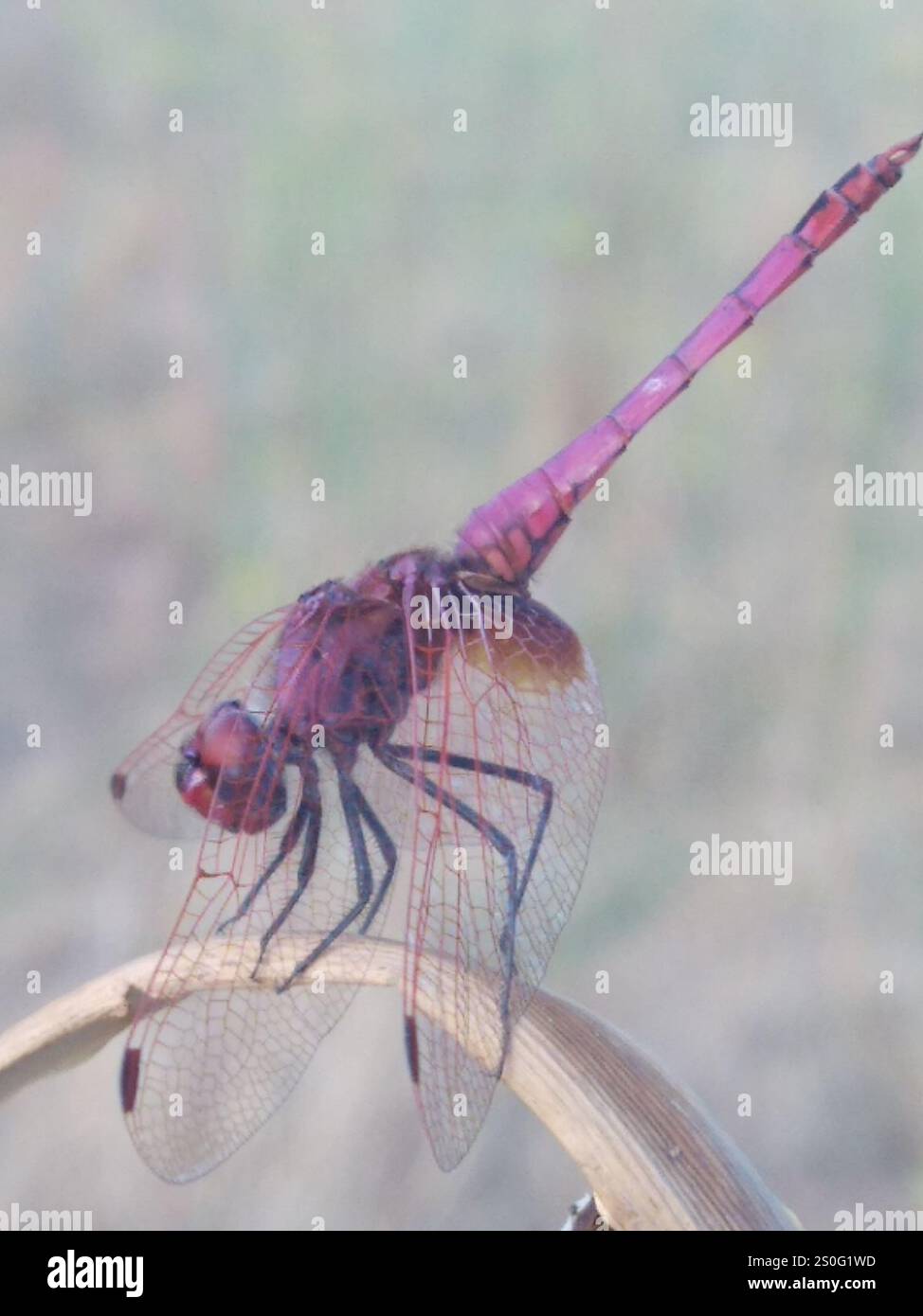 Violet Dropwing (Trithemis annulata Stock Photo - Alamy