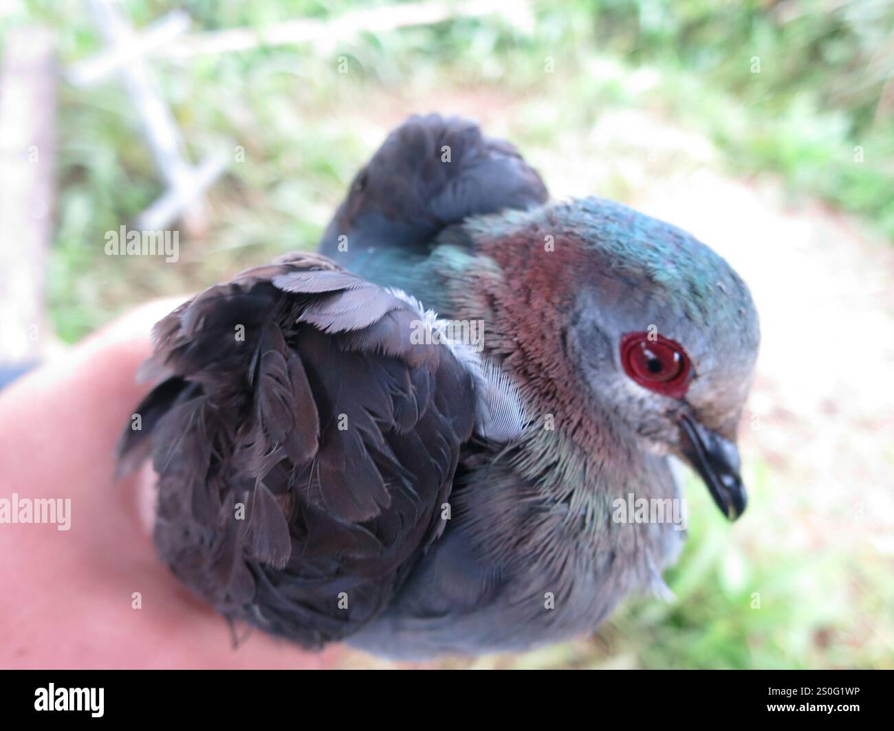 Lemon Dove (São Tomé) (Aplopelia larvata simplex Stock Photo - Alamy