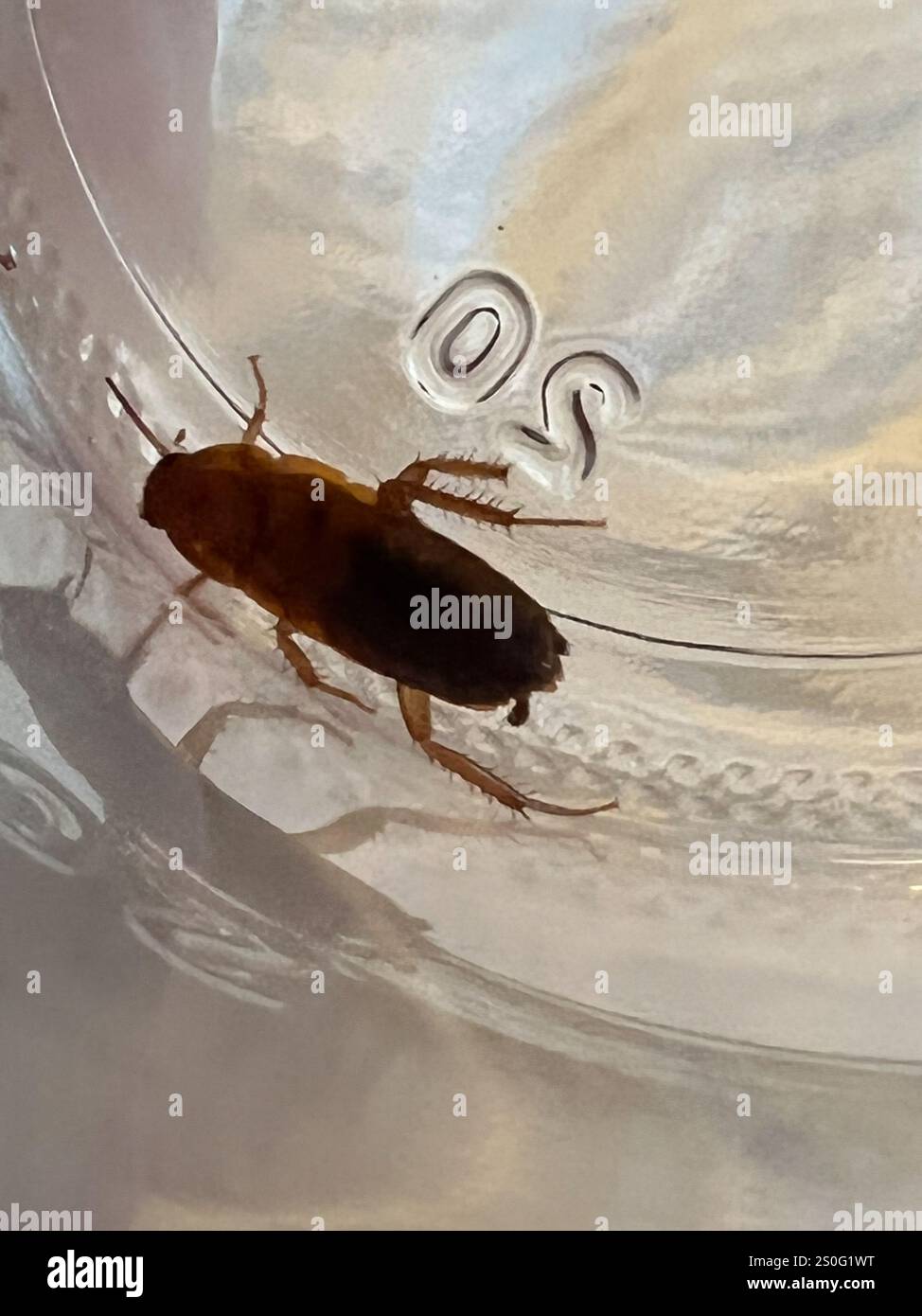 Turkestan Cockroach (Periplaneta lateralis Stock Photo - Alamy