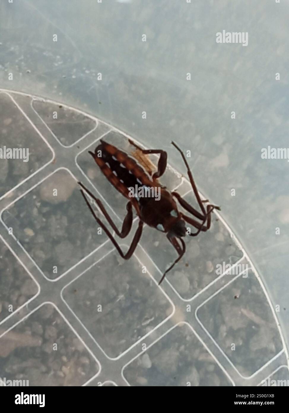 Water Crickets (Velia Stock Photo - Alamy