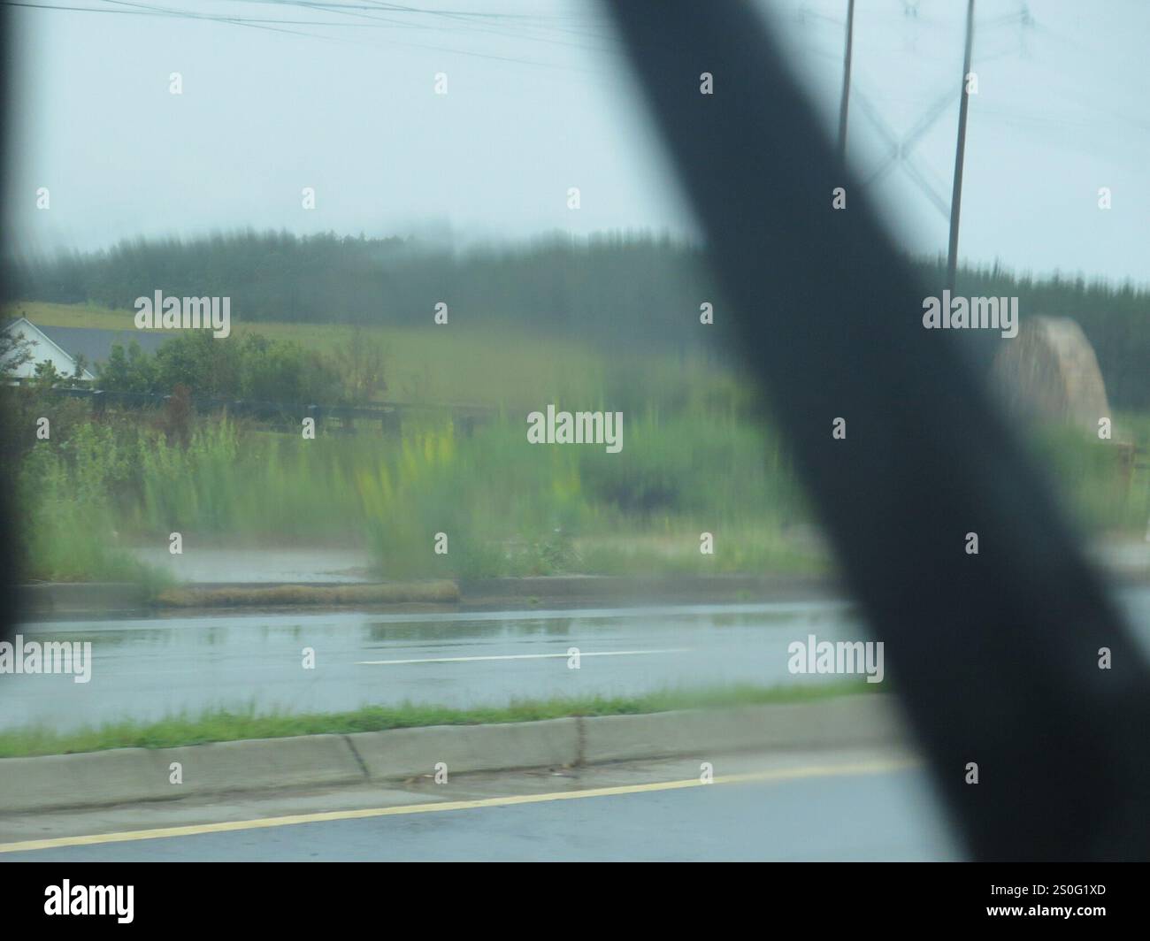 Showy Rattlebox (Crotalaria spectabilis Stock Photo - Alamy