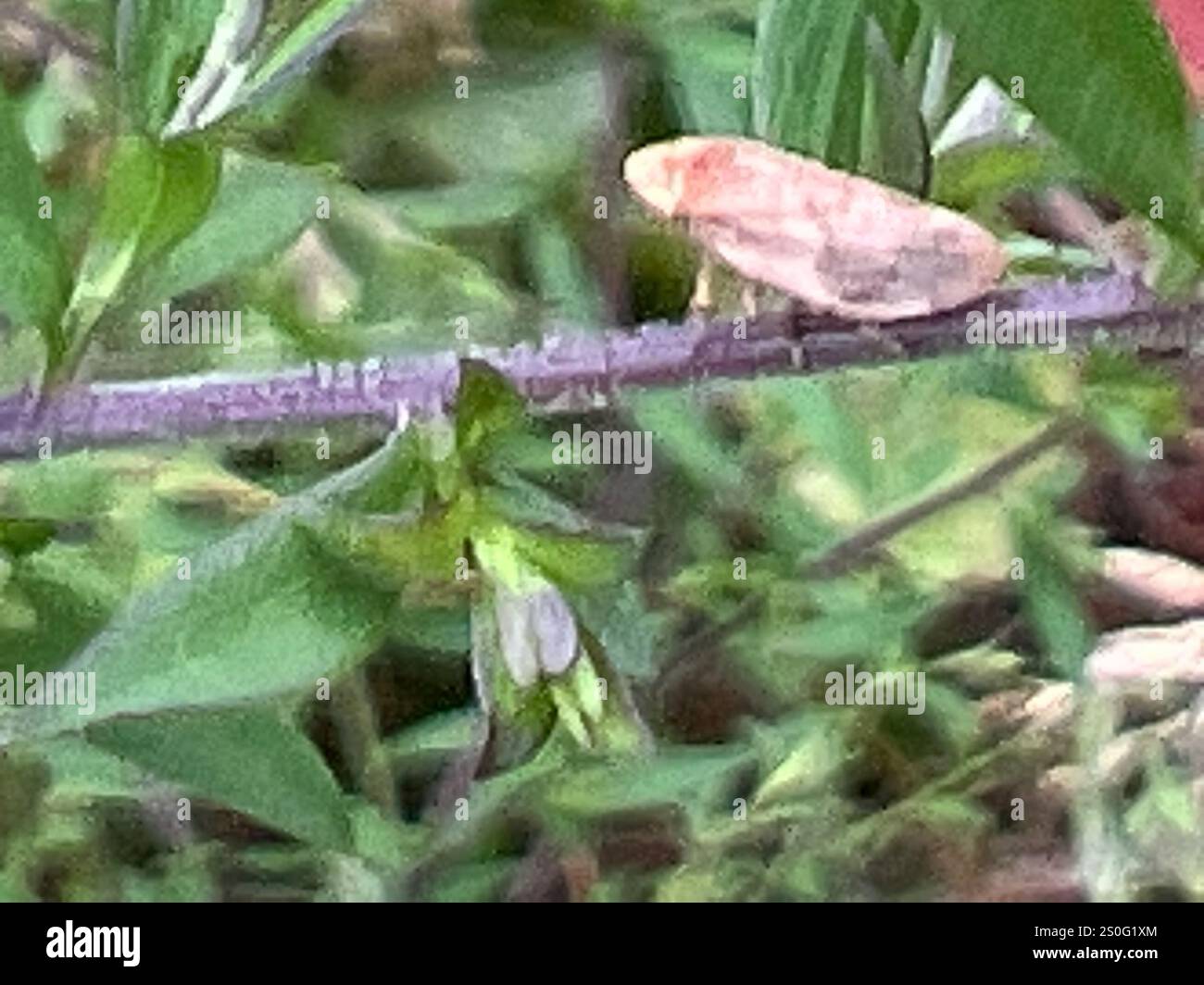 Meadow Spittlebug (Philaenus spumarius Stock Photo - Alamy