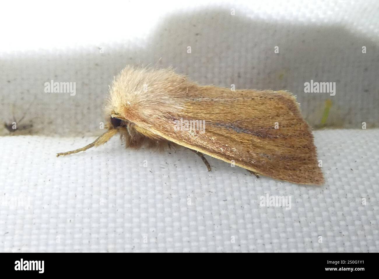 Small Wainscot (Denticucullus pygmina Stock Photo - Alamy