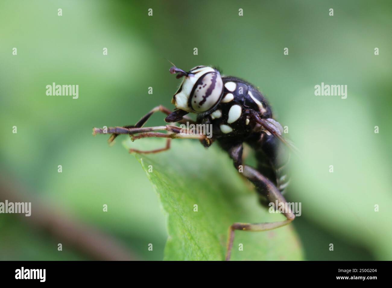 Bald-faced Hornet Fly (Spilomyia fusca Stock Photo - Alamy