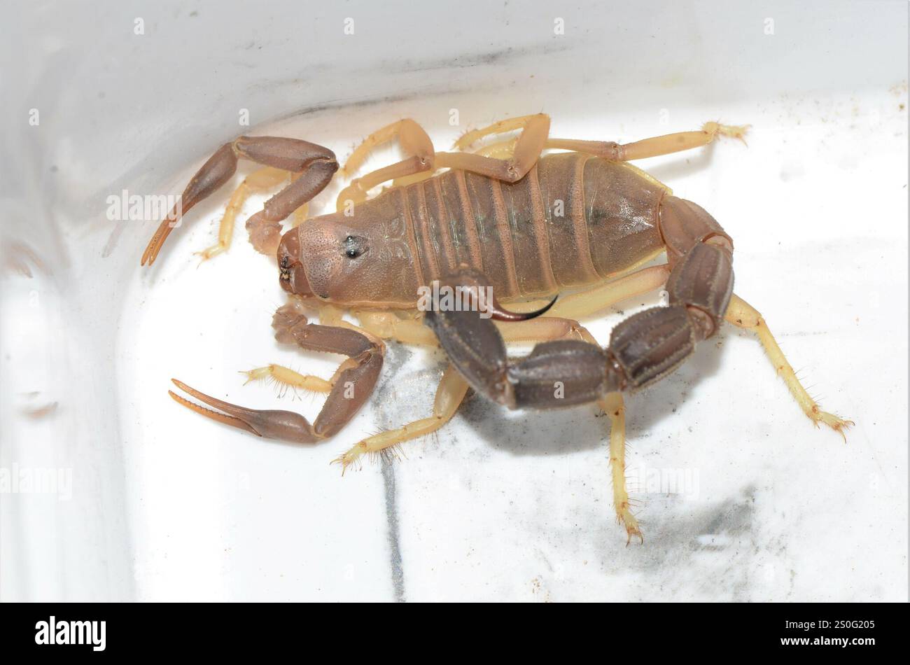 Granulated Thick-tailed Scorpion (Parabuthus granulatus Stock Photo - Alamy