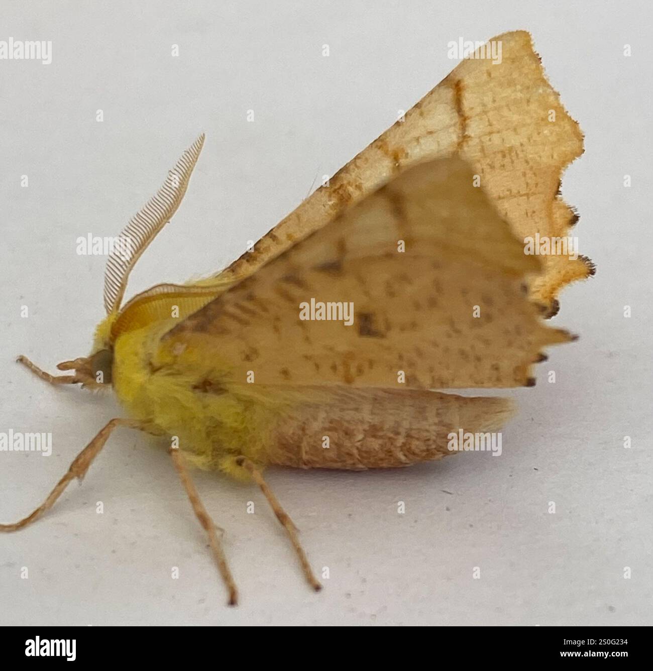 Canary-shouldered Thorn (Ennomos alniaria Stock Photo - Alamy