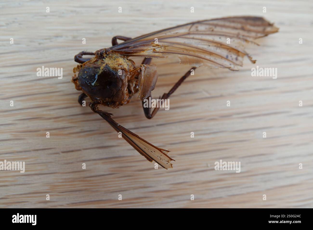 Winged and Once-winged Insects (Pterygota Stock Photo - Alamy