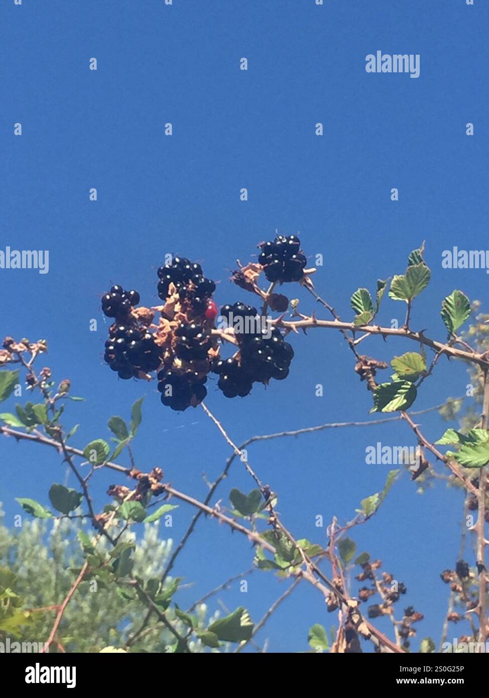 Holy Bramble (Rubus creticus Stock Photo - Alamy