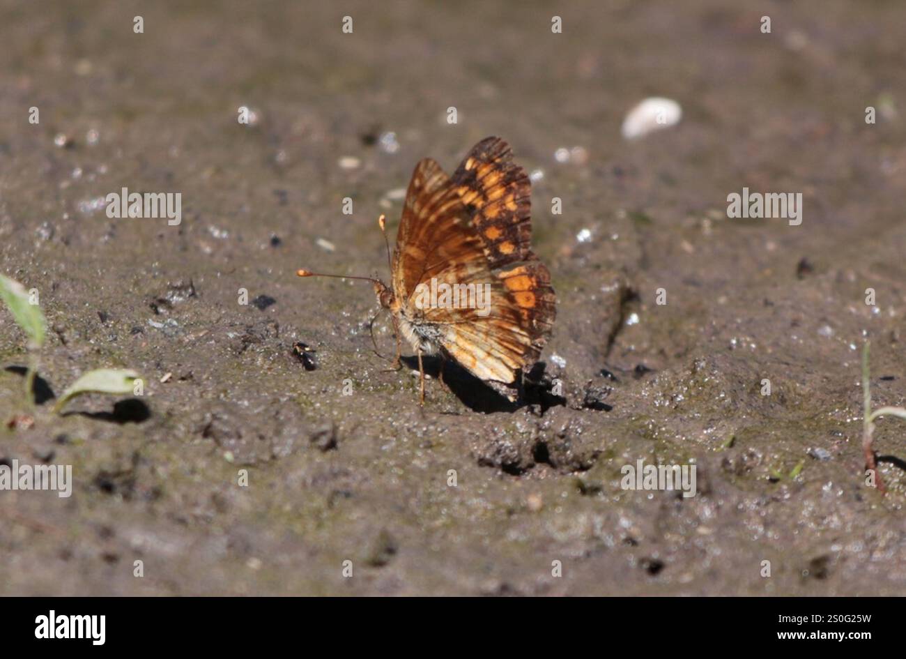 Field Crescent (Phyciodes pulchella Stock Photo - Alamy