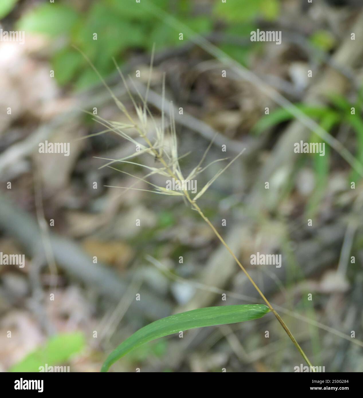 bottlebrush grass (Elymus hystrix Stock Photo - Alamy