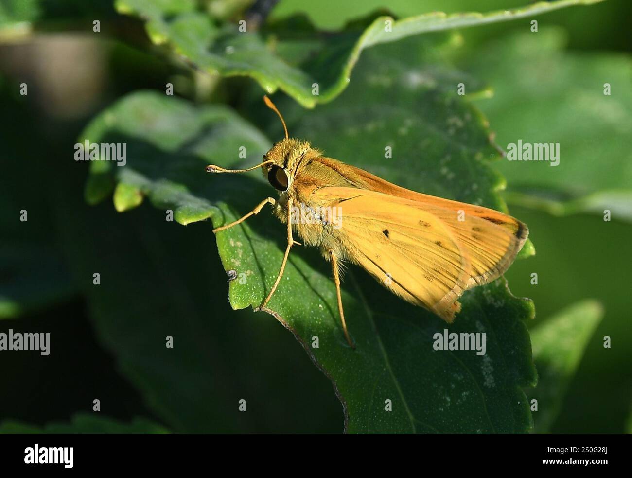 Fiery Skipper (Hylephila phyleus Stock Photo - Alamy