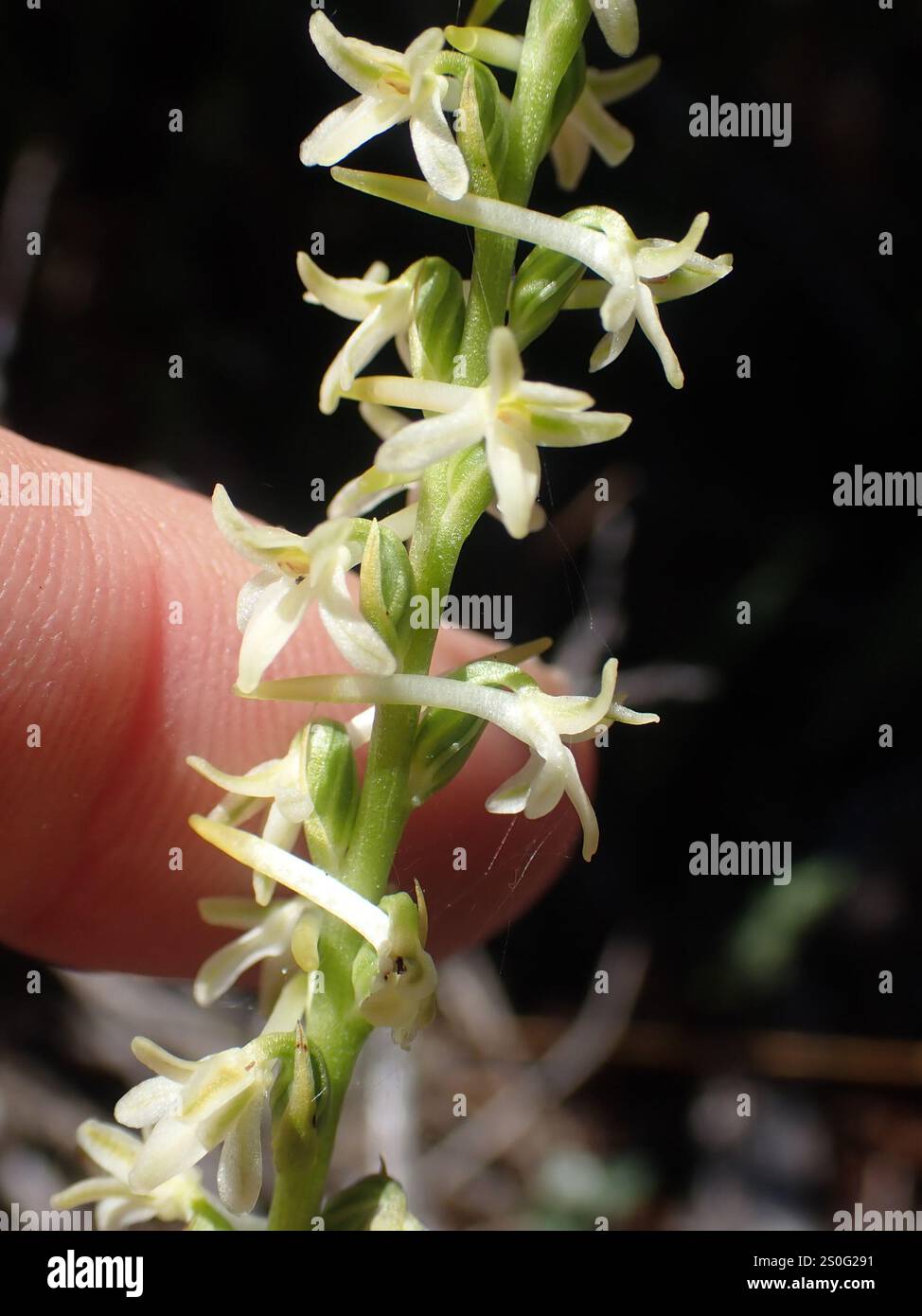 Flat Spurred Piperia (Platanthera transversa Stock Photo - Alamy