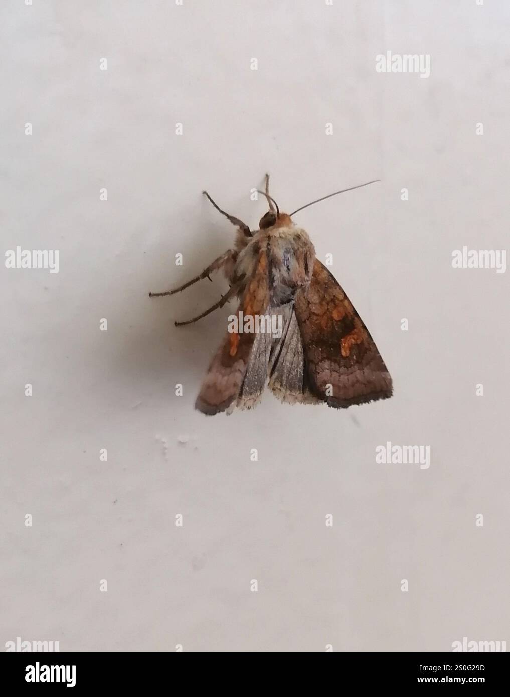 Ear Moths (Amphipoea Stock Photo - Alamy