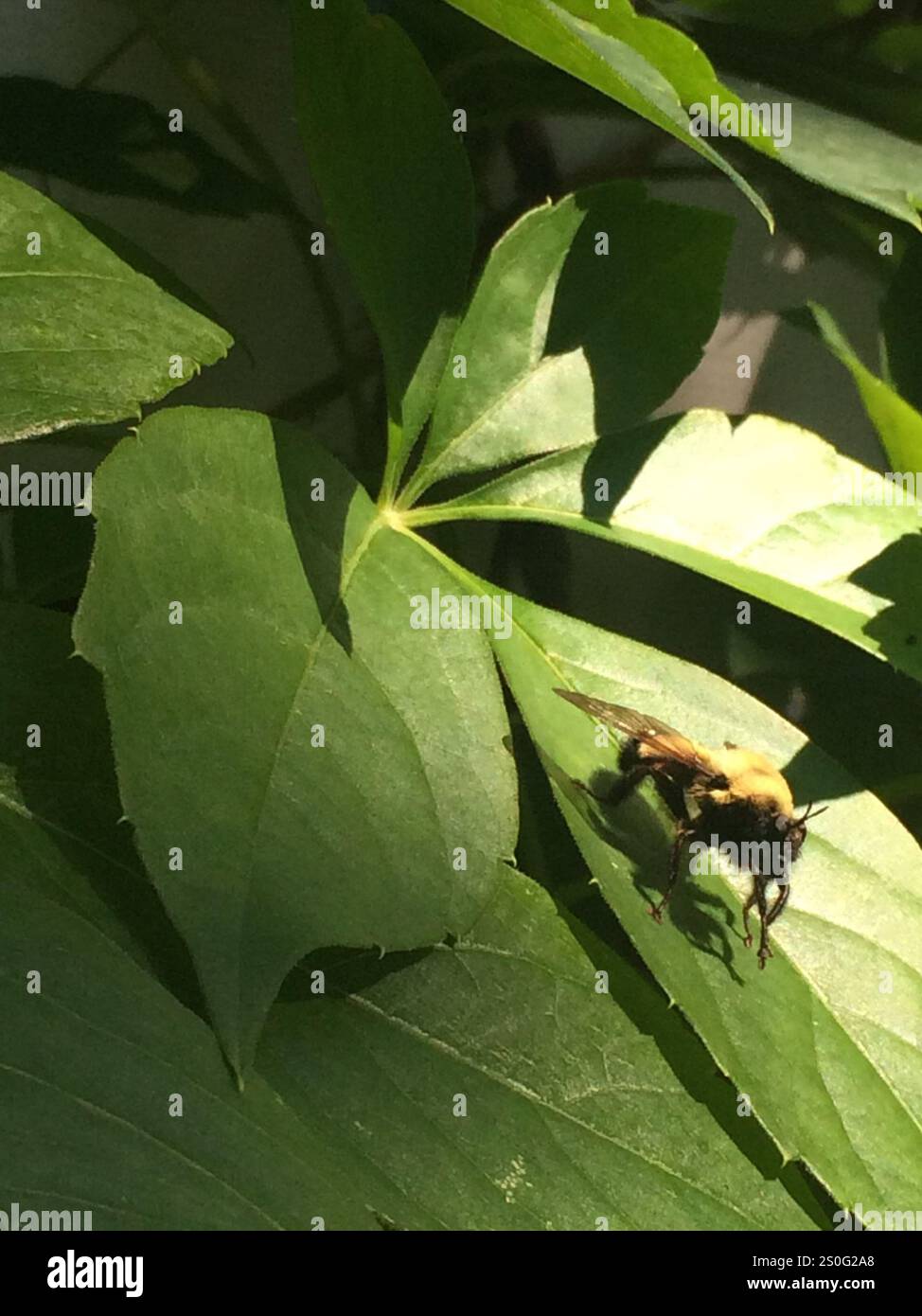 Eastern Yellow-backed Laphria (Laphria thoracica Stock Photo - Alamy