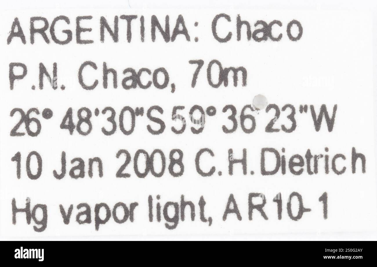 Waterhyacinth Planthopper (Megamelus scutellaris Stock Photo - Alamy