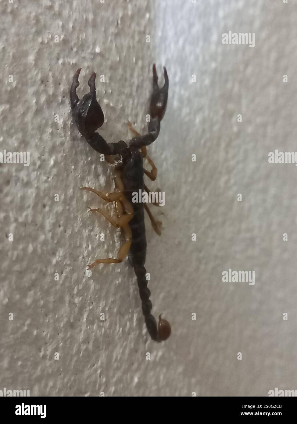 Small Wood-scorpions (Euscorpius Stock Photo - Alamy