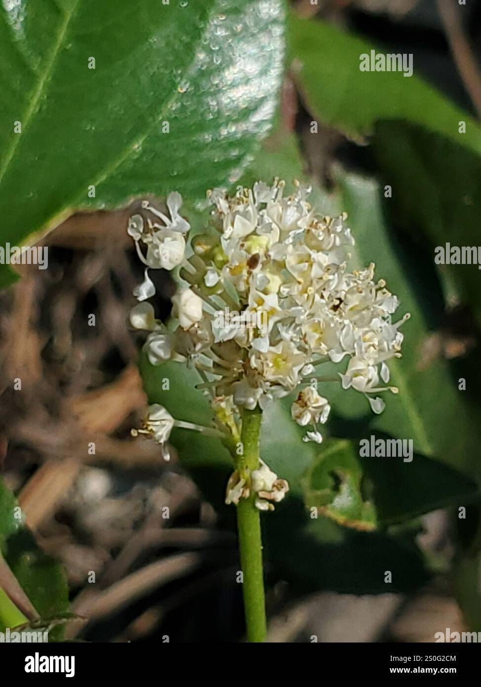 Snowbrush Ceanothus (Ceanothus velutinus Stock Photo - Alamy