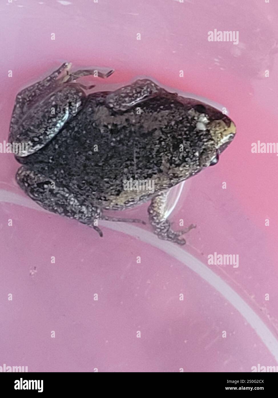 Eastern Narrow-mouthed Toad (Gastrophryne carolinensis Stock Photo - Alamy